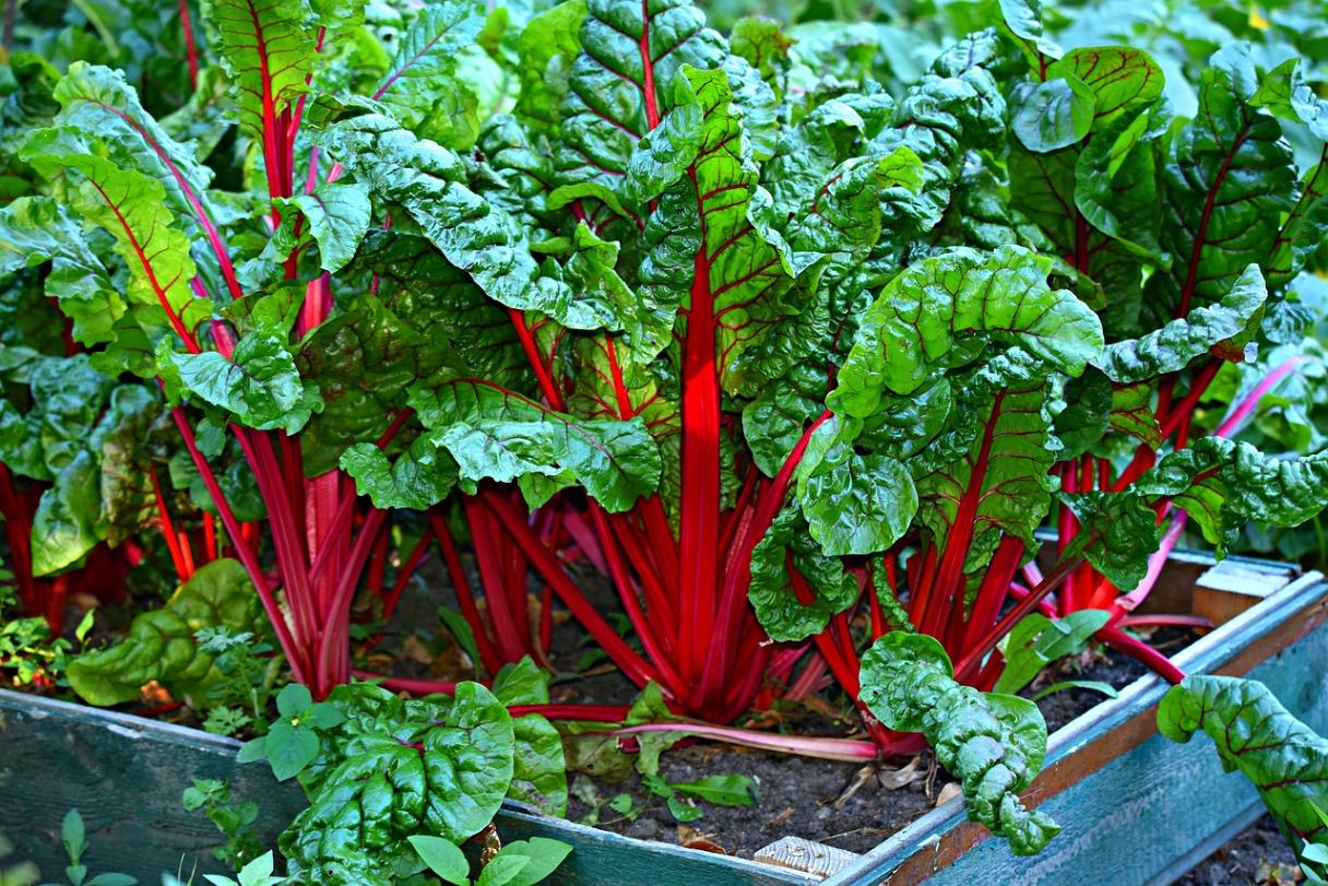 Helpful Tips For Your Garden How to Grow Silverbeet