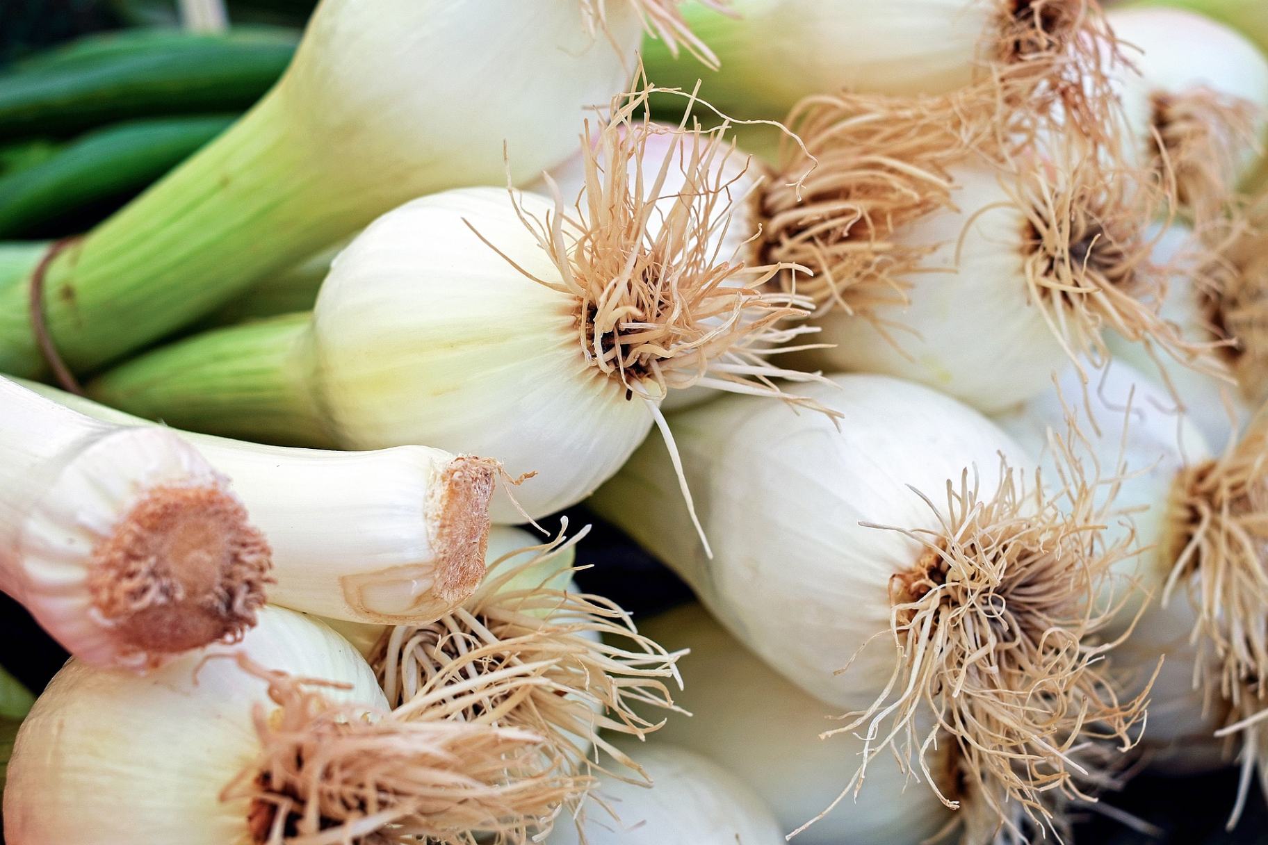 How To Grow Spring Onions From Seed