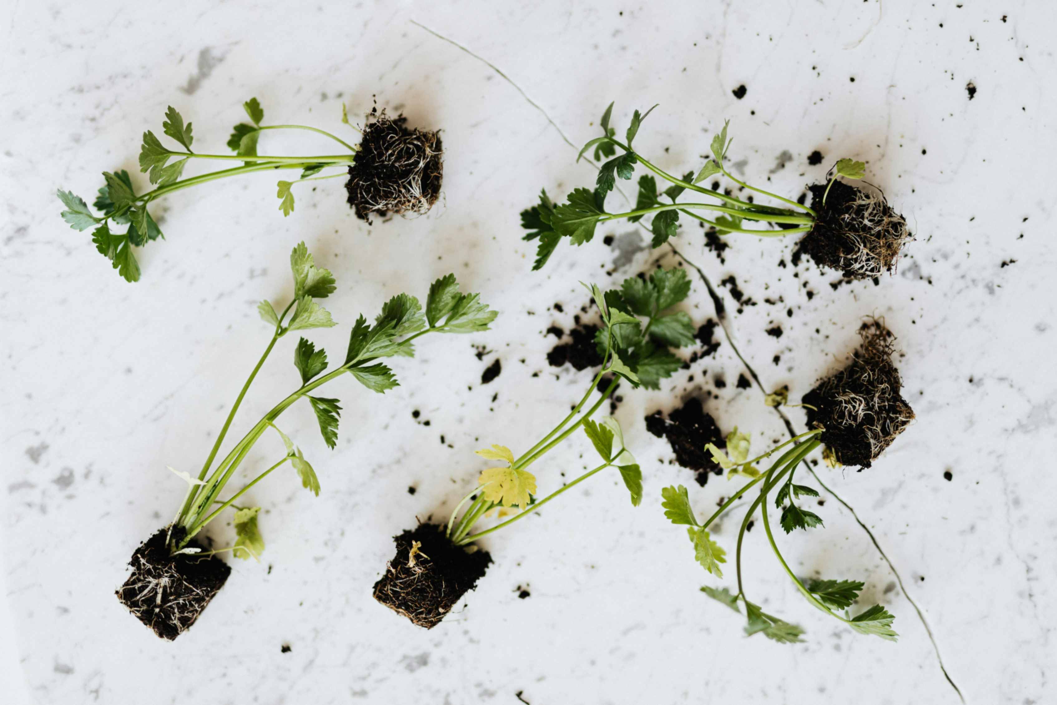 What To Plant In Winter: Melbourne Edition